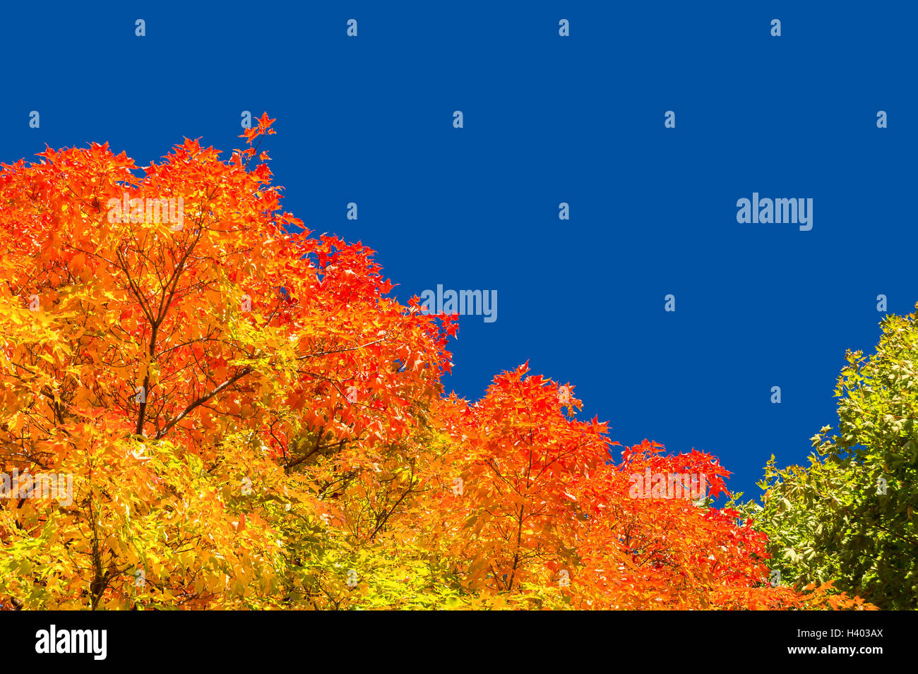 Autumn maple trees with red leaves against pure blue sky in Montreal ...