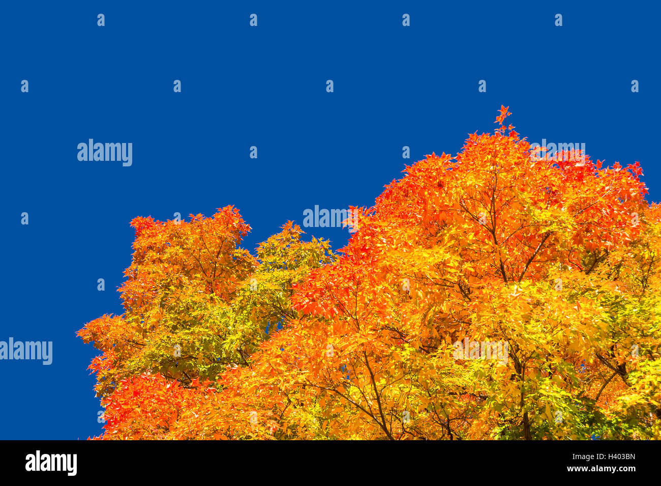 Autumn maple trees with red leaves against pure blue sky in Montreal ...