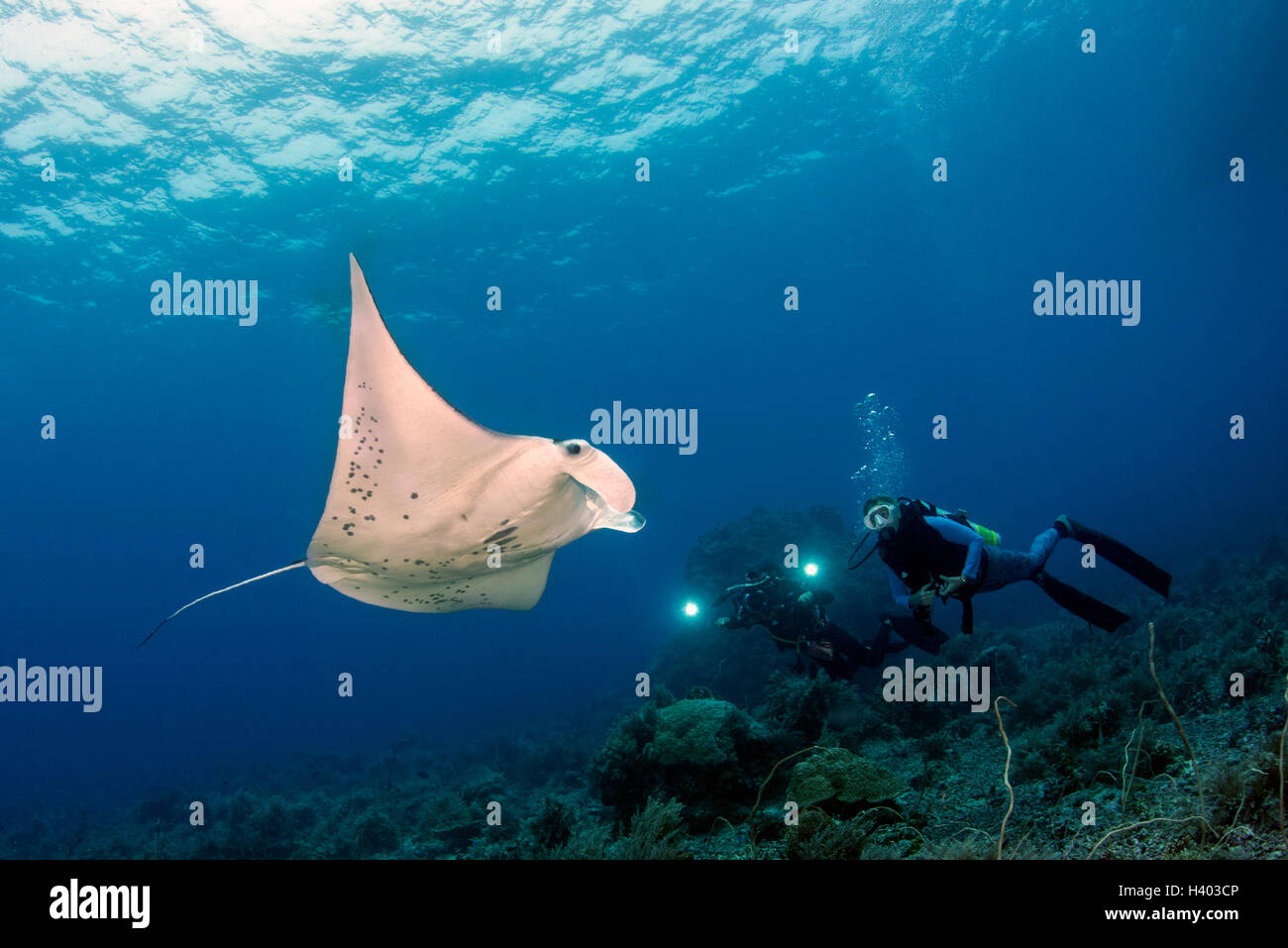 Tubbataha reef, philippines hi-res stock photography and images - Alamy