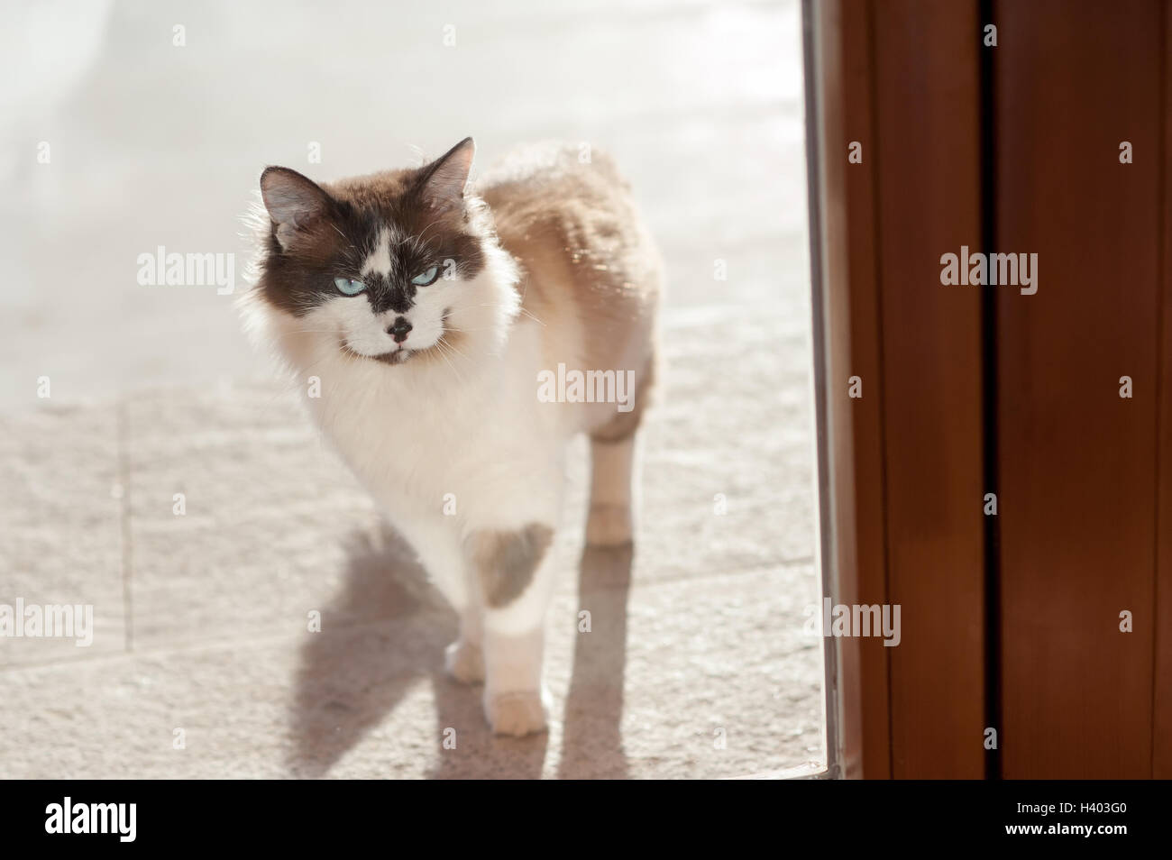 Cat on the windowsill Stock Photo - Alamy