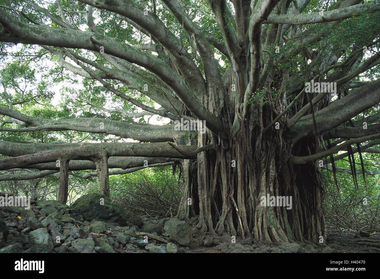 The USA, Hawaii, island Maui, Haleakala Nationwide park, Kipahulu ...