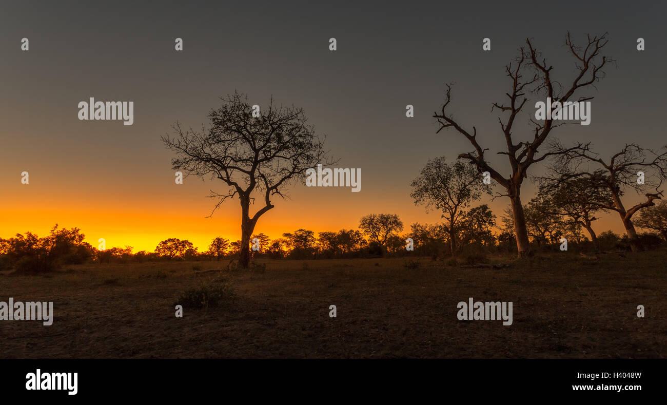 Safari landscape at sunset, South Africa Stock Photo - Alamy