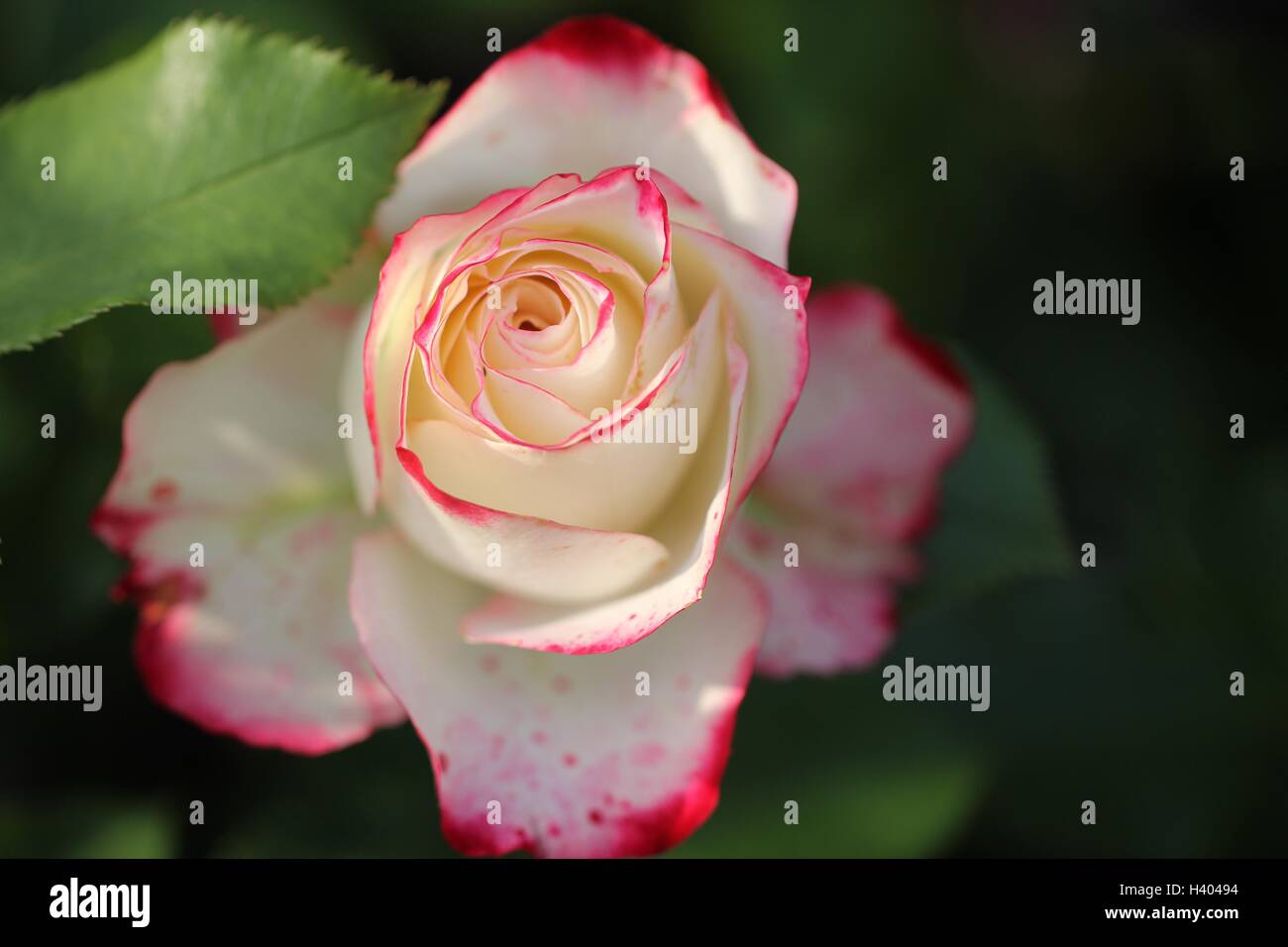 Red rimmed hi-res stock photography and images - Alamy