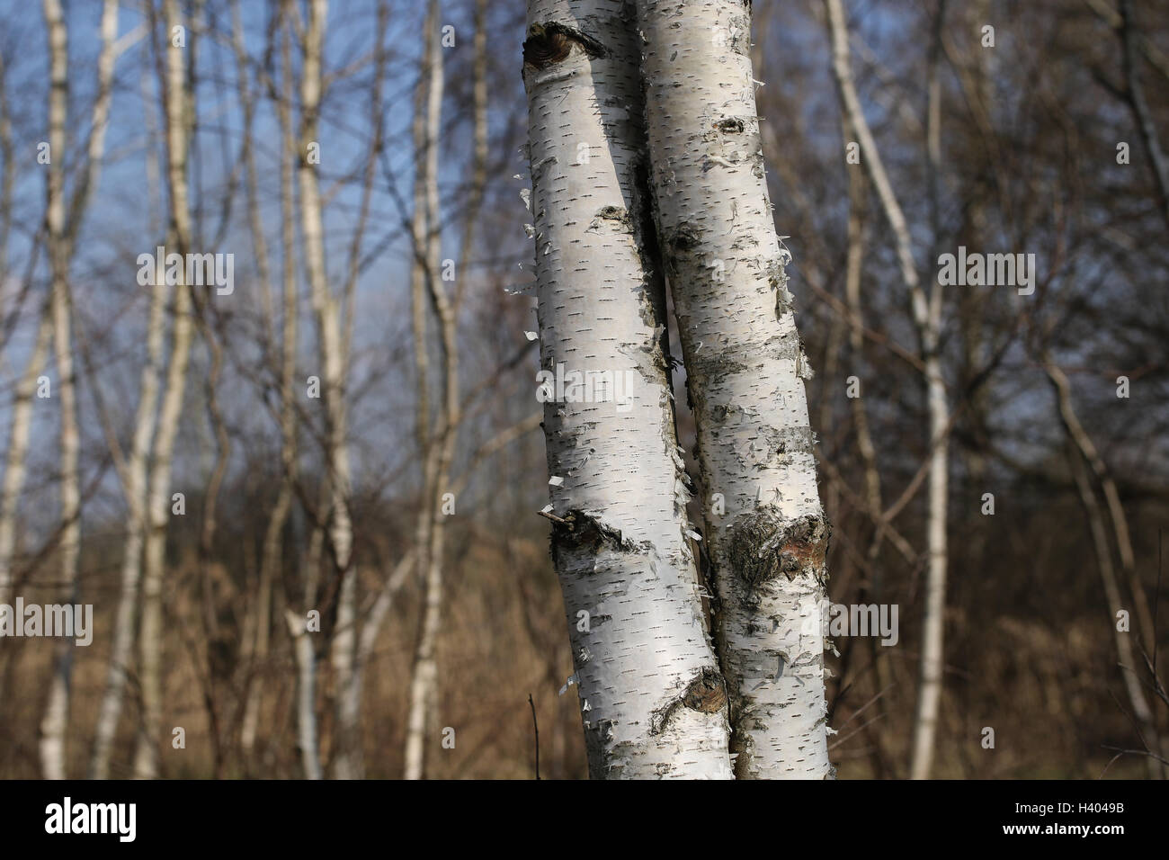 Tree with two trunks hi-res stock photography and images - Alamy