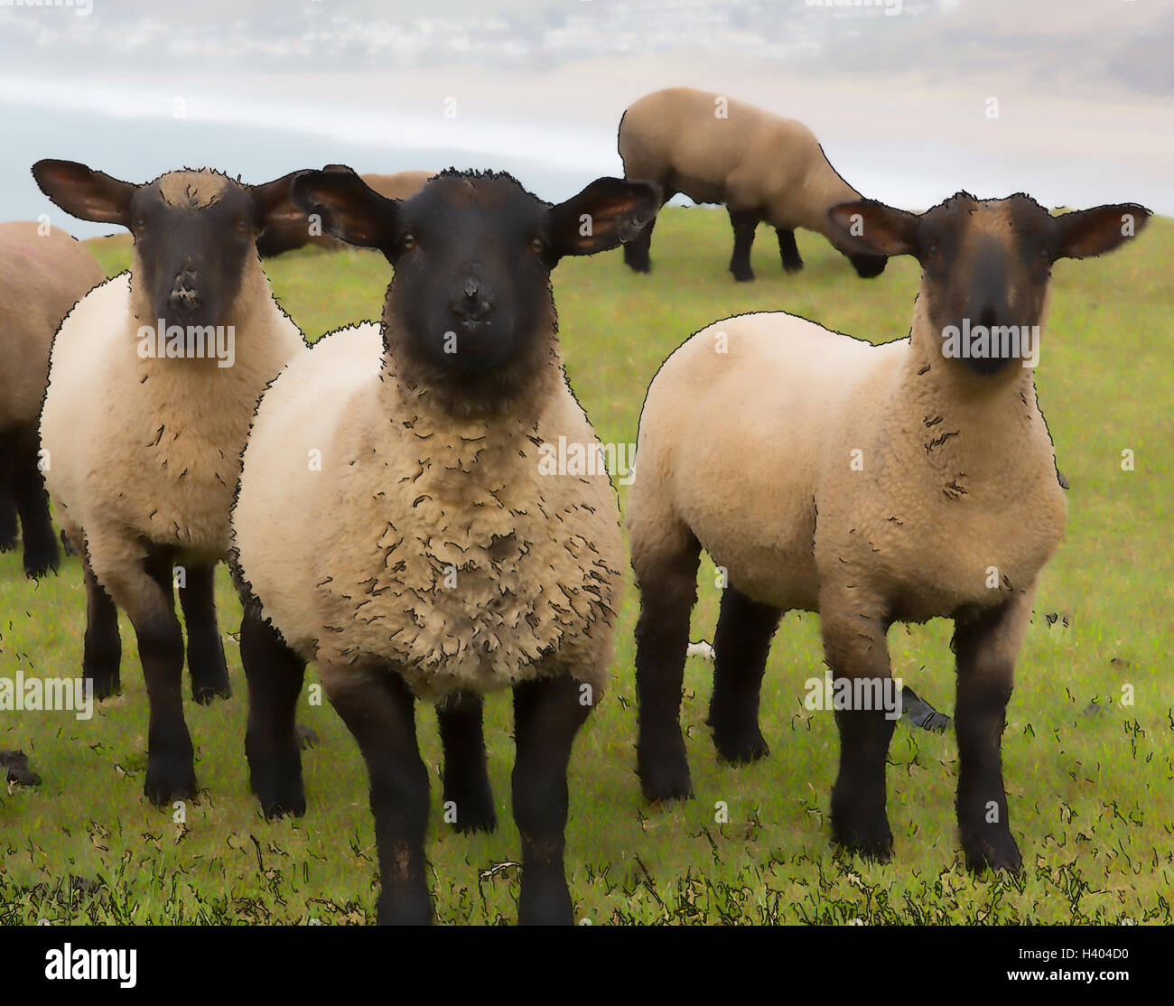 Sheep with black face and legs illustration Stock Photo - Alamy