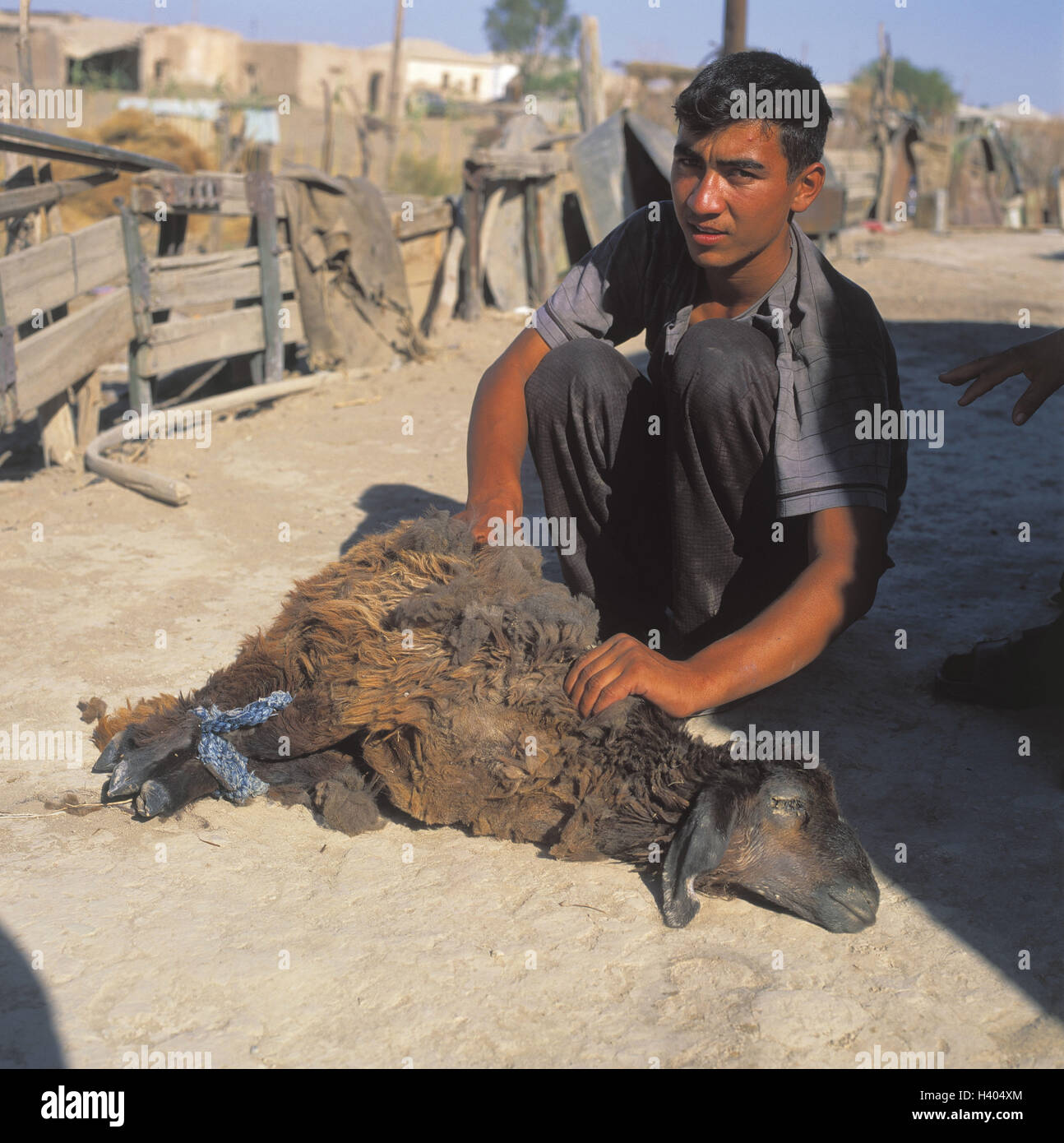Turkmenistan, desert Karakum, Jerbent, man, sheep, shear, no model ...