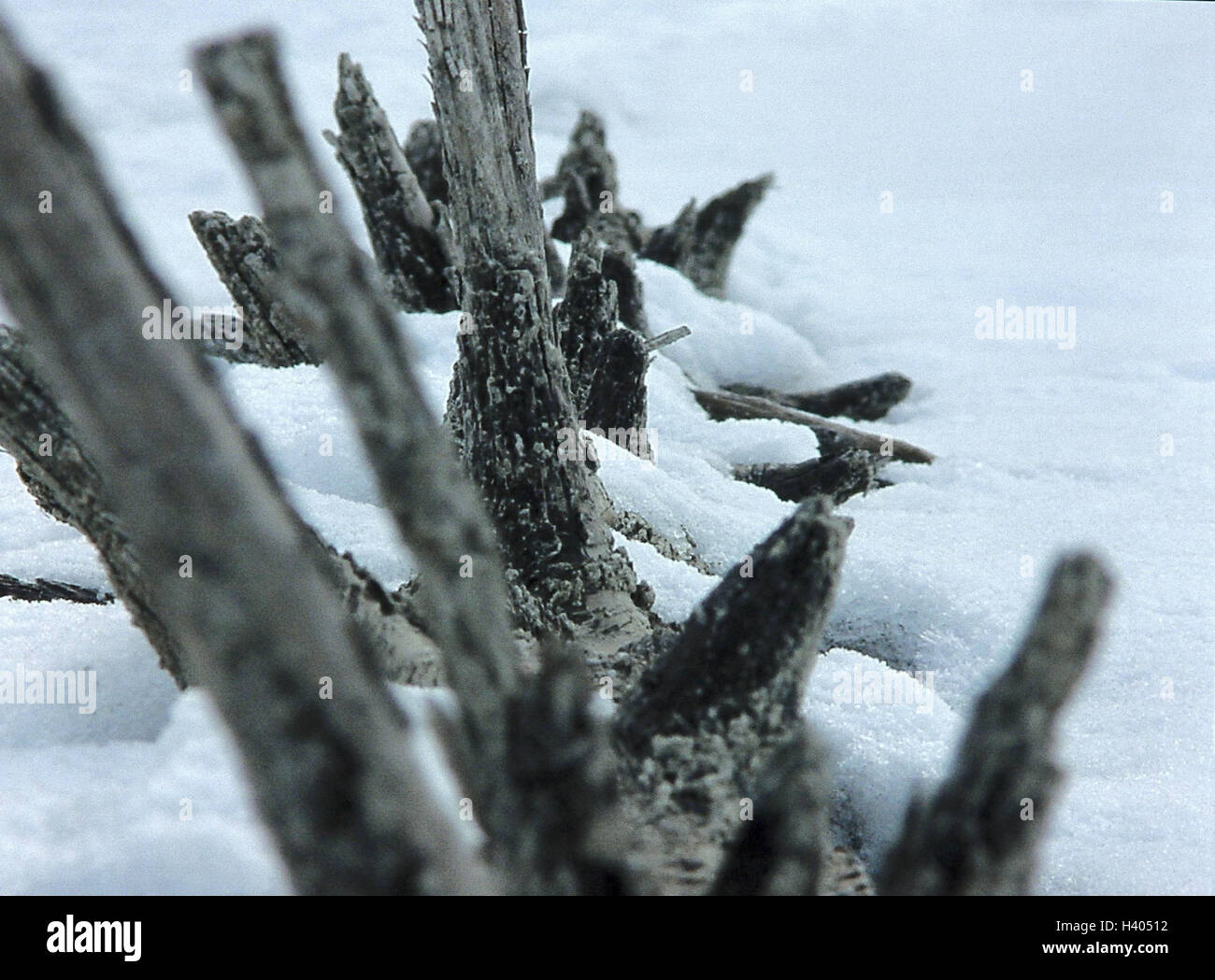 wooden poles, detail, snow winter, wooden strains, shores, driftwood ...