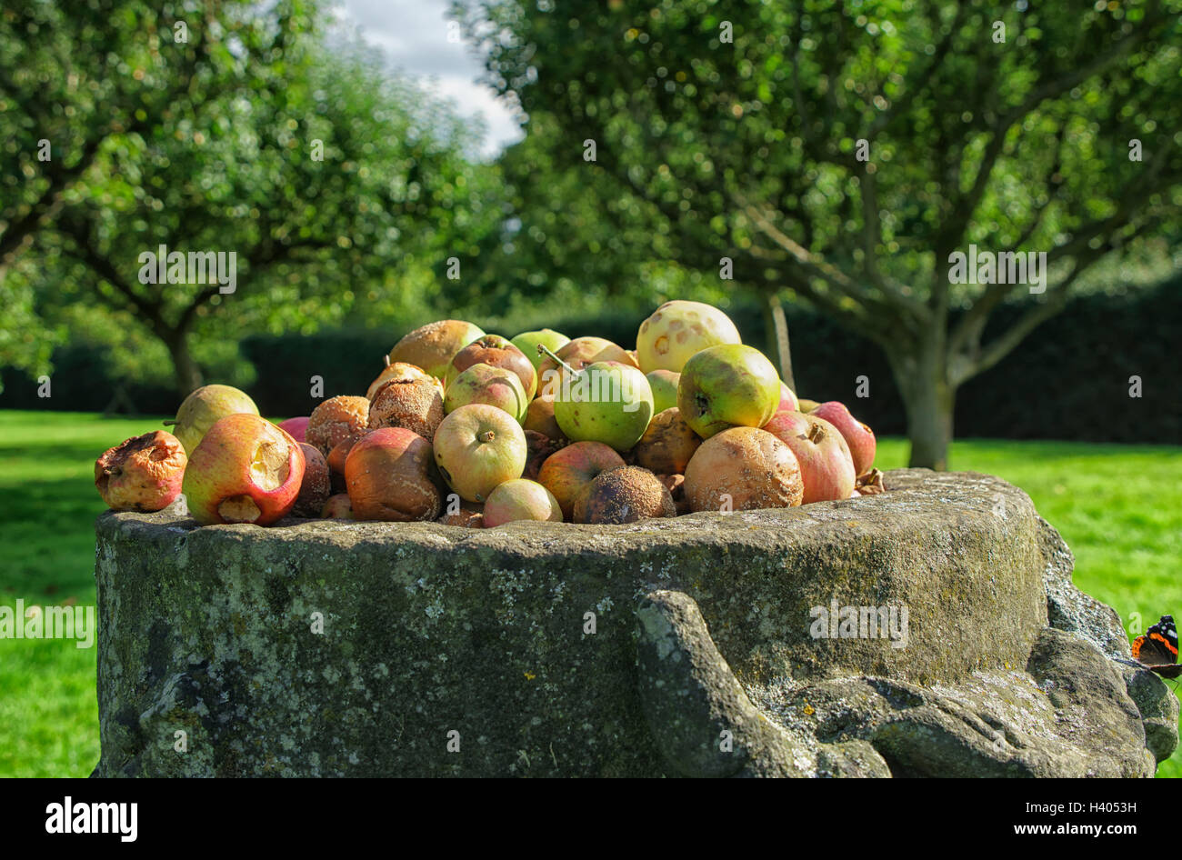 Pile of fallen fruit hi-res stock photography and images - Alamy