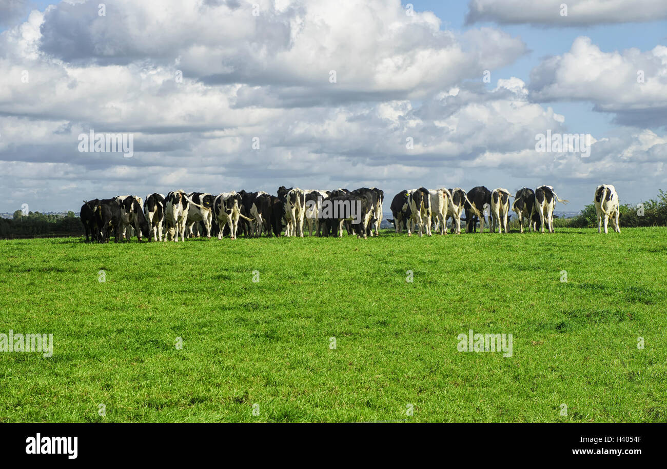 Field of Cows Stock Photo - Alamy