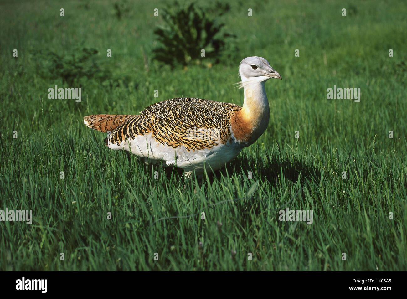 Hungary, great bustard, Otis tarda, bustard, Kranichvogel, bird, floor ...