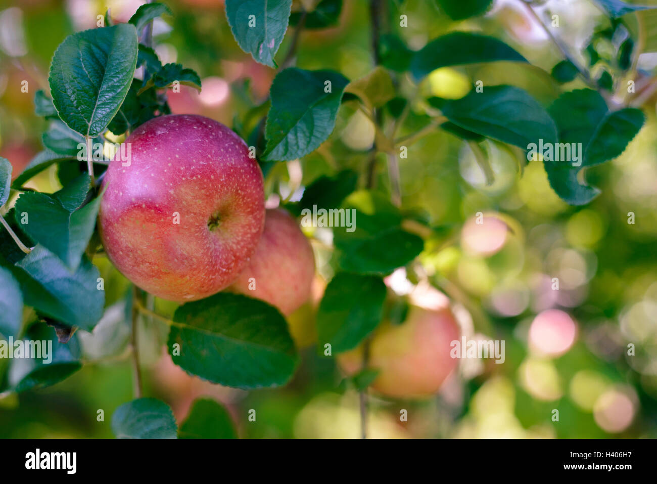 Adams apple hi-res stock photography and images - Alamy