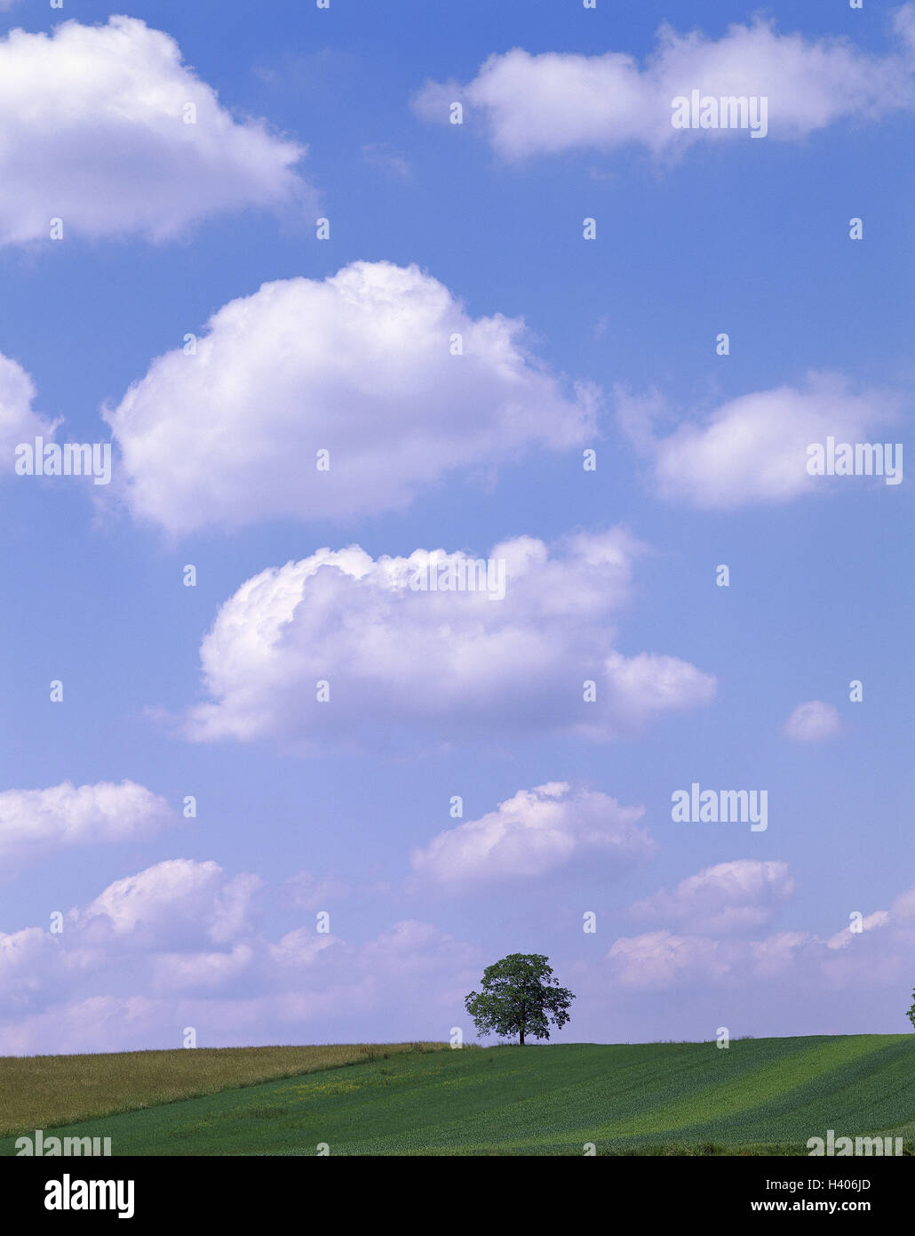 Field scenery, solitaire tree, Europe, Switzerland, Basel scenery way ...