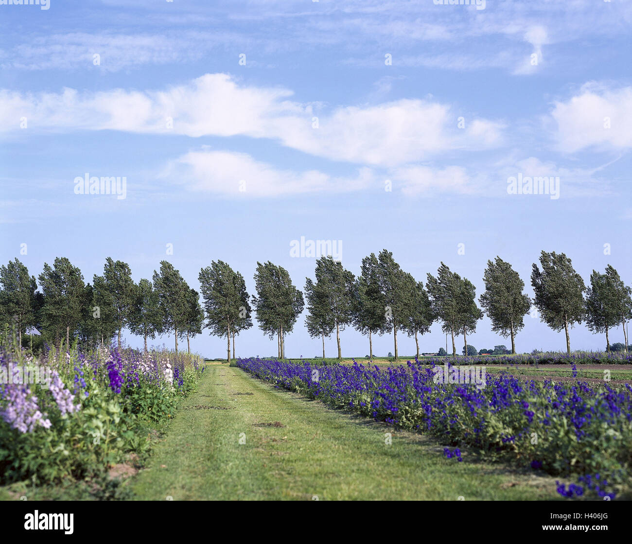 The Netherlands, Buitenkaag, field scenery, cultivation, flowers, tree ...