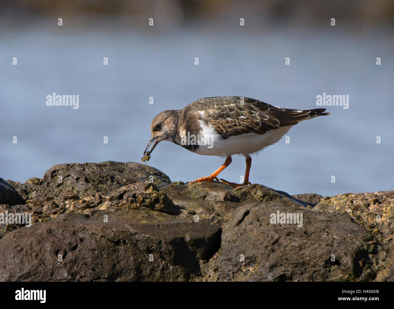 Juvenile turnstone arenaria interpres on hi-res stock photography and ...
