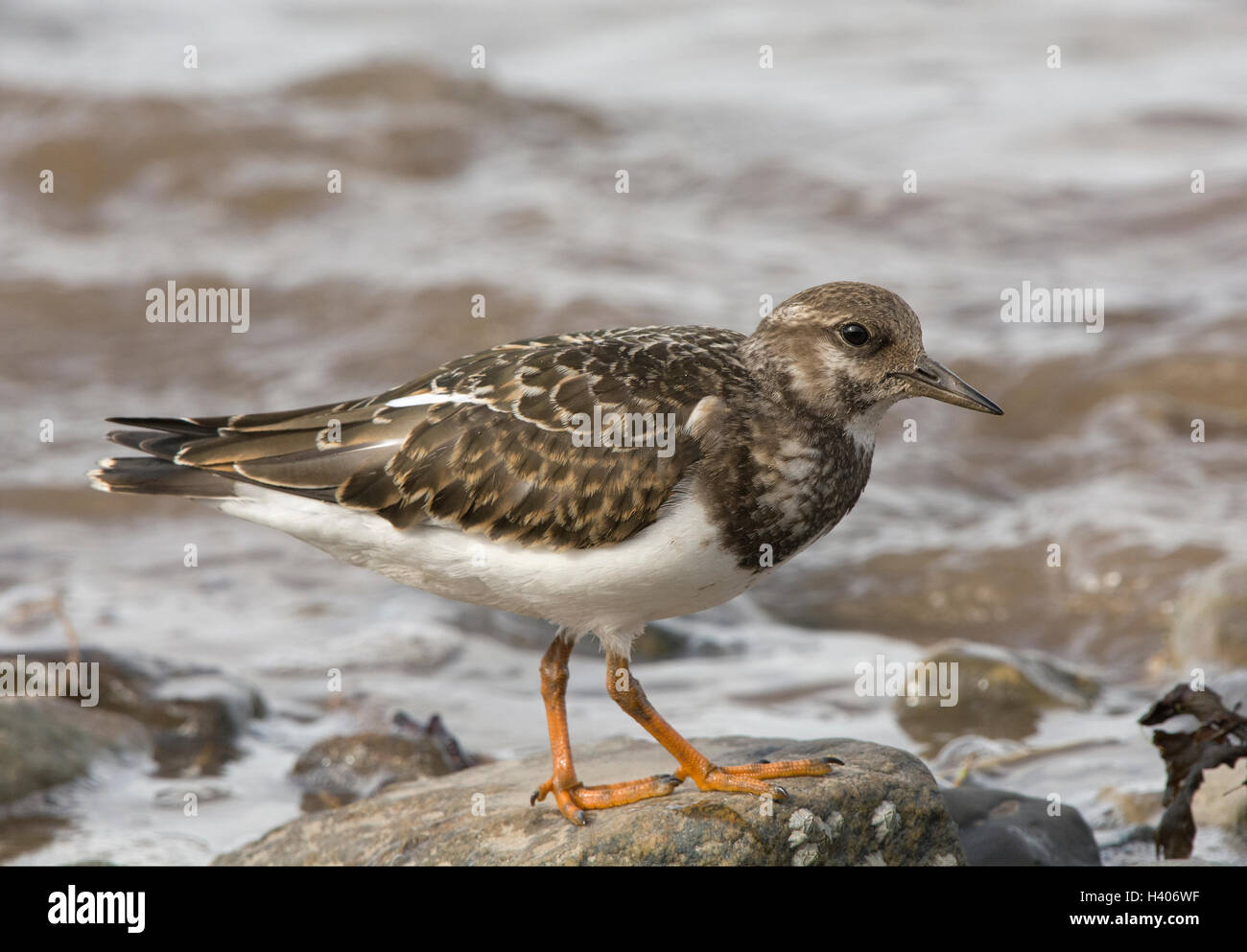 Juvenile ruddy turnstone hi-res stock photography and images - Alamy