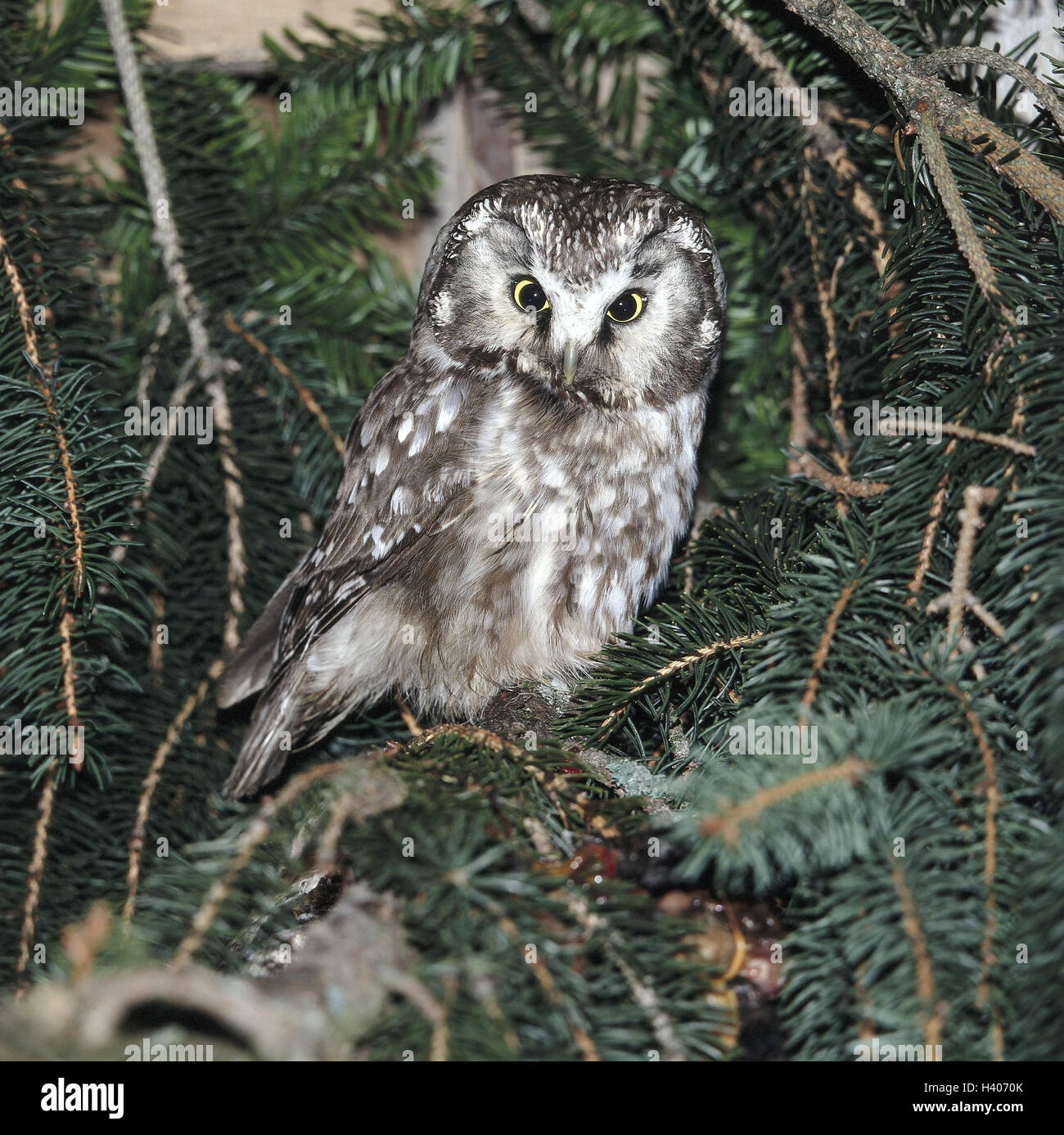 Rough foot owl, Aegolius funereus, branches, animals, animal, wild ...