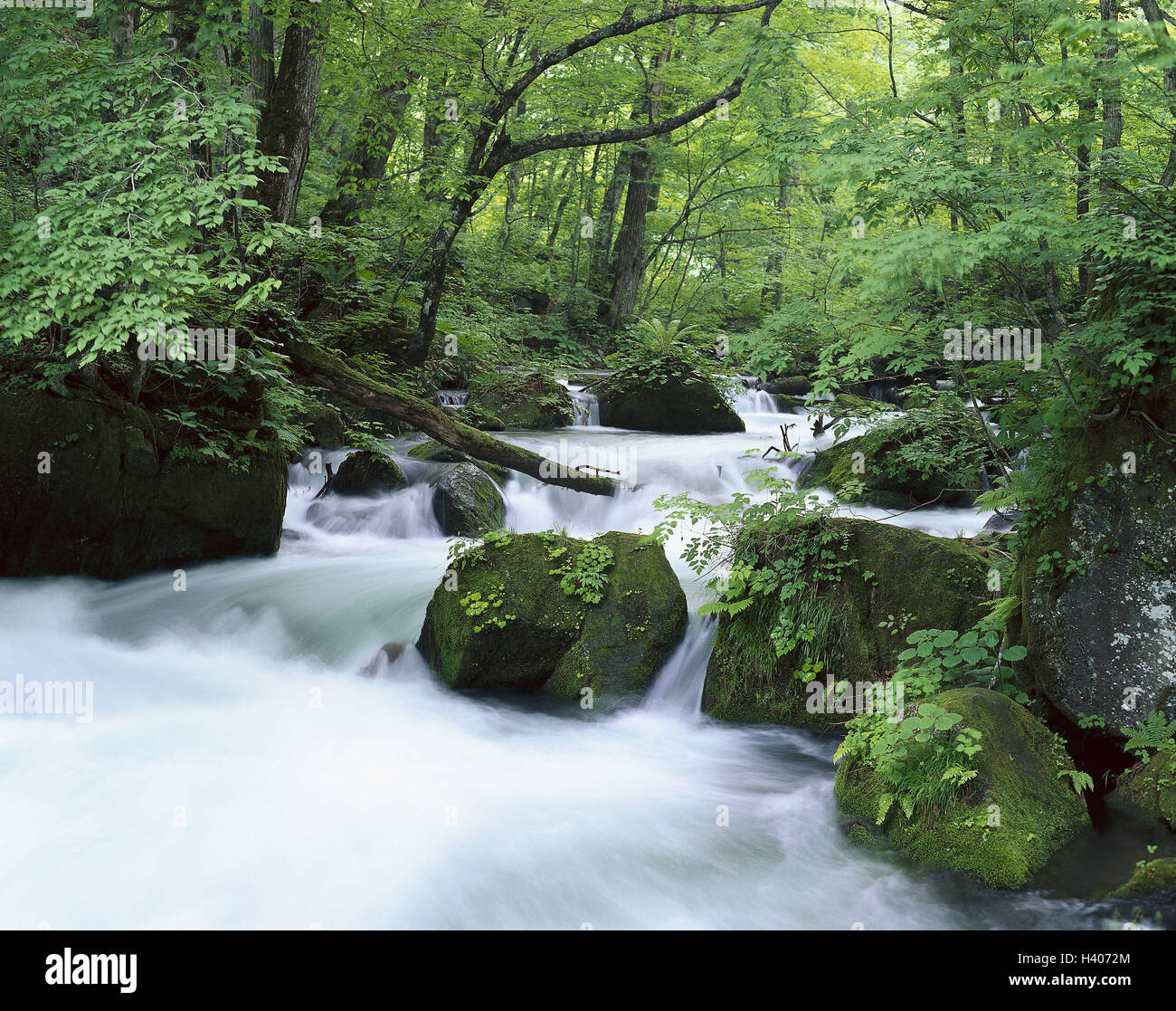 Oirase gulch hi-res stock photography and images - Alamy