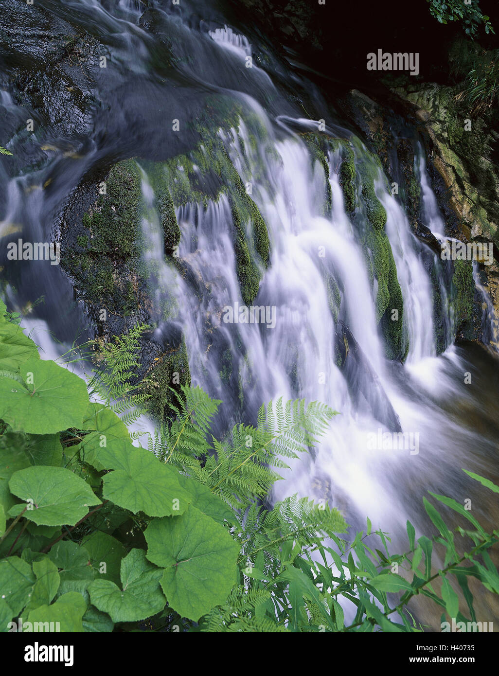 Mountain brook, waterfall, detail, shore, fern leaves, wood, brook ...