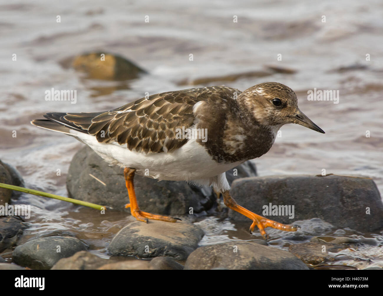 Juvenile turnstone arenaria interpres on hi-res stock photography and ...