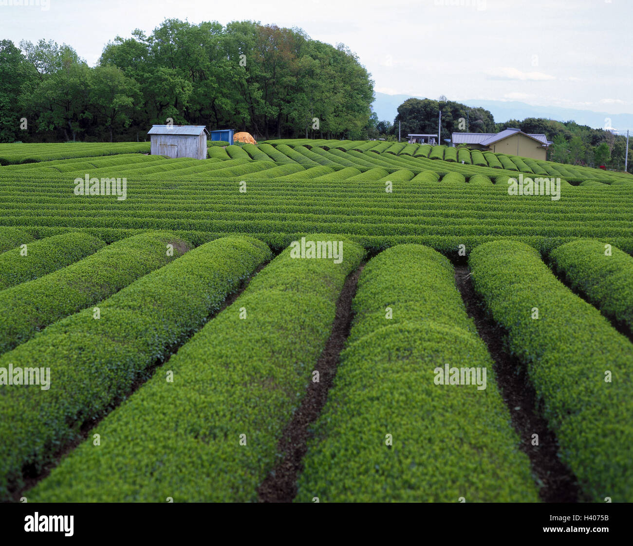 Japan, province Shizuoka, tea plantation, Asia, economy, agriculture ...