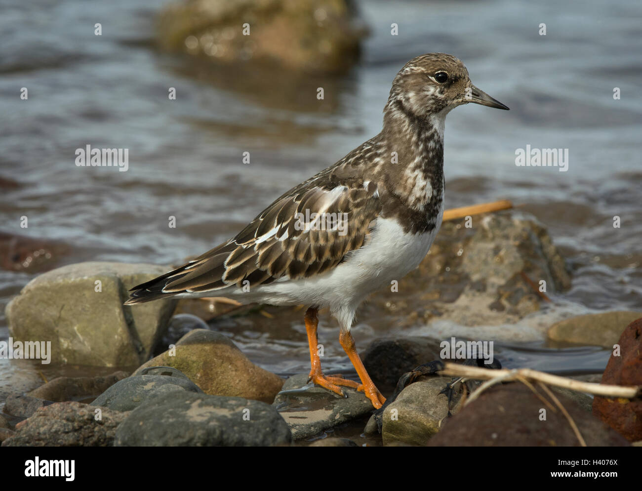 Juvenile ruddy turnstone hi-res stock photography and images - Alamy
