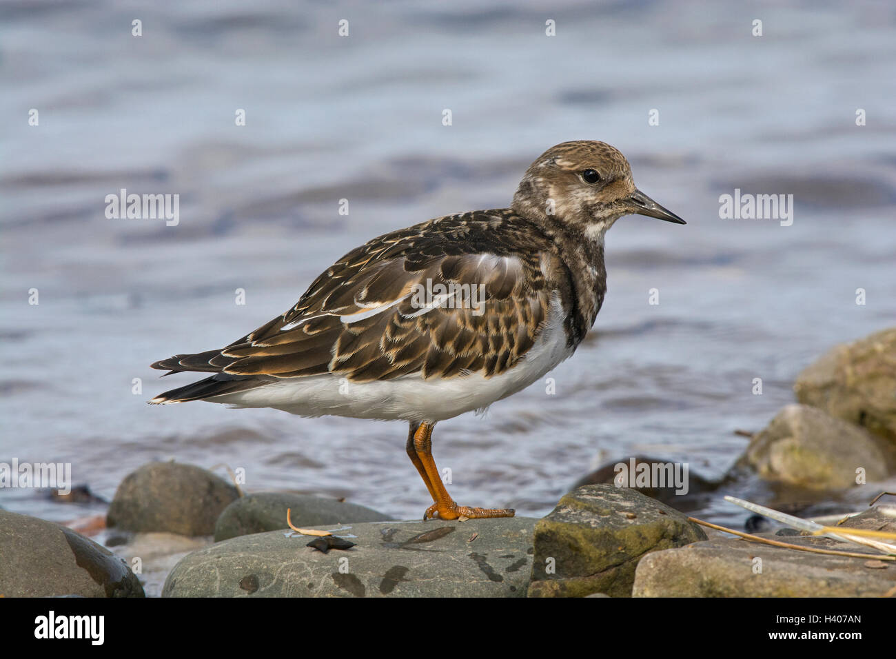 Ruddy Turnstone, Arenaria interpres, juvenile on pebbles by the Sea ...
