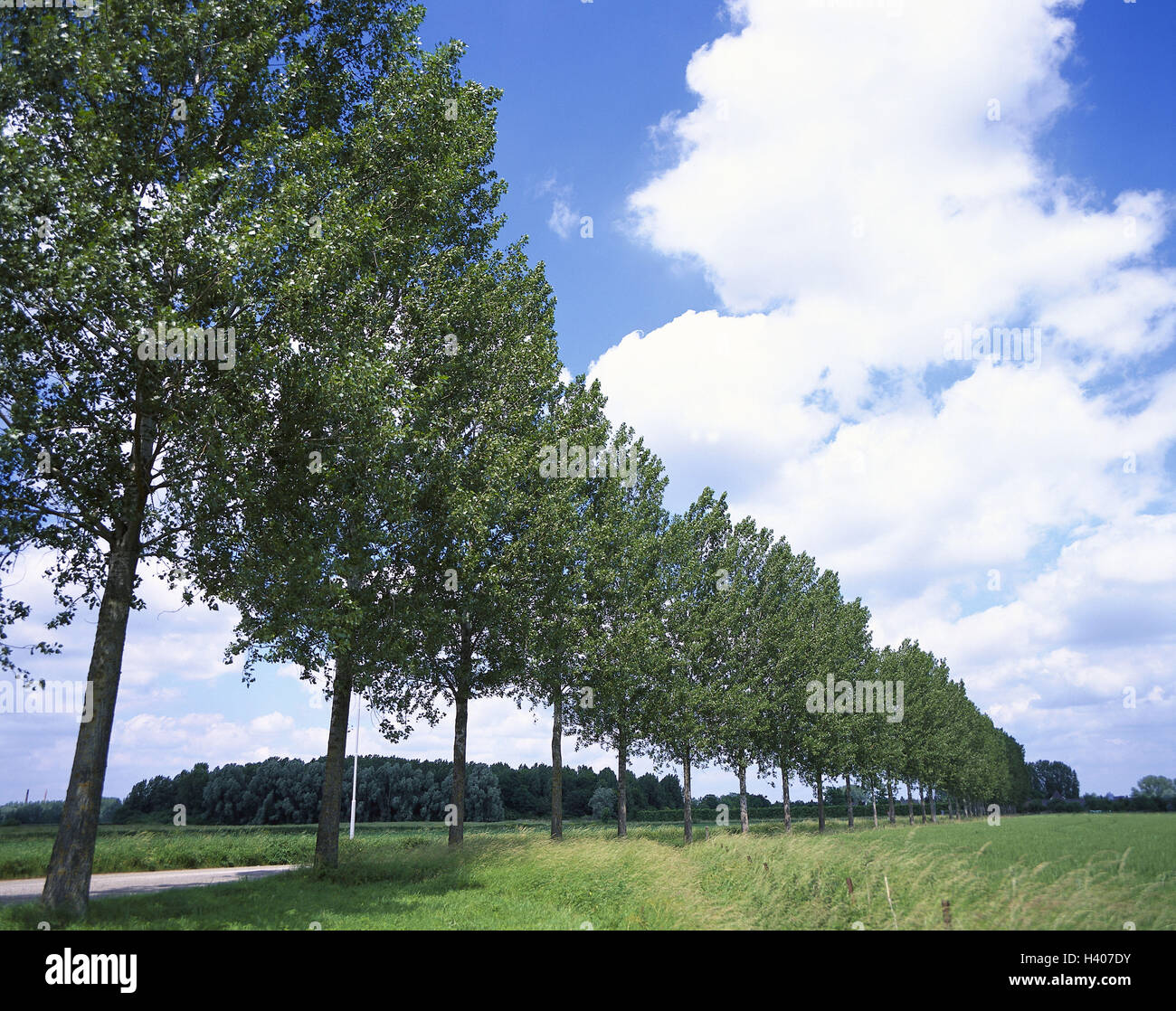 The Netherlands, monetary country, Druten, scenery, way, tree series ...