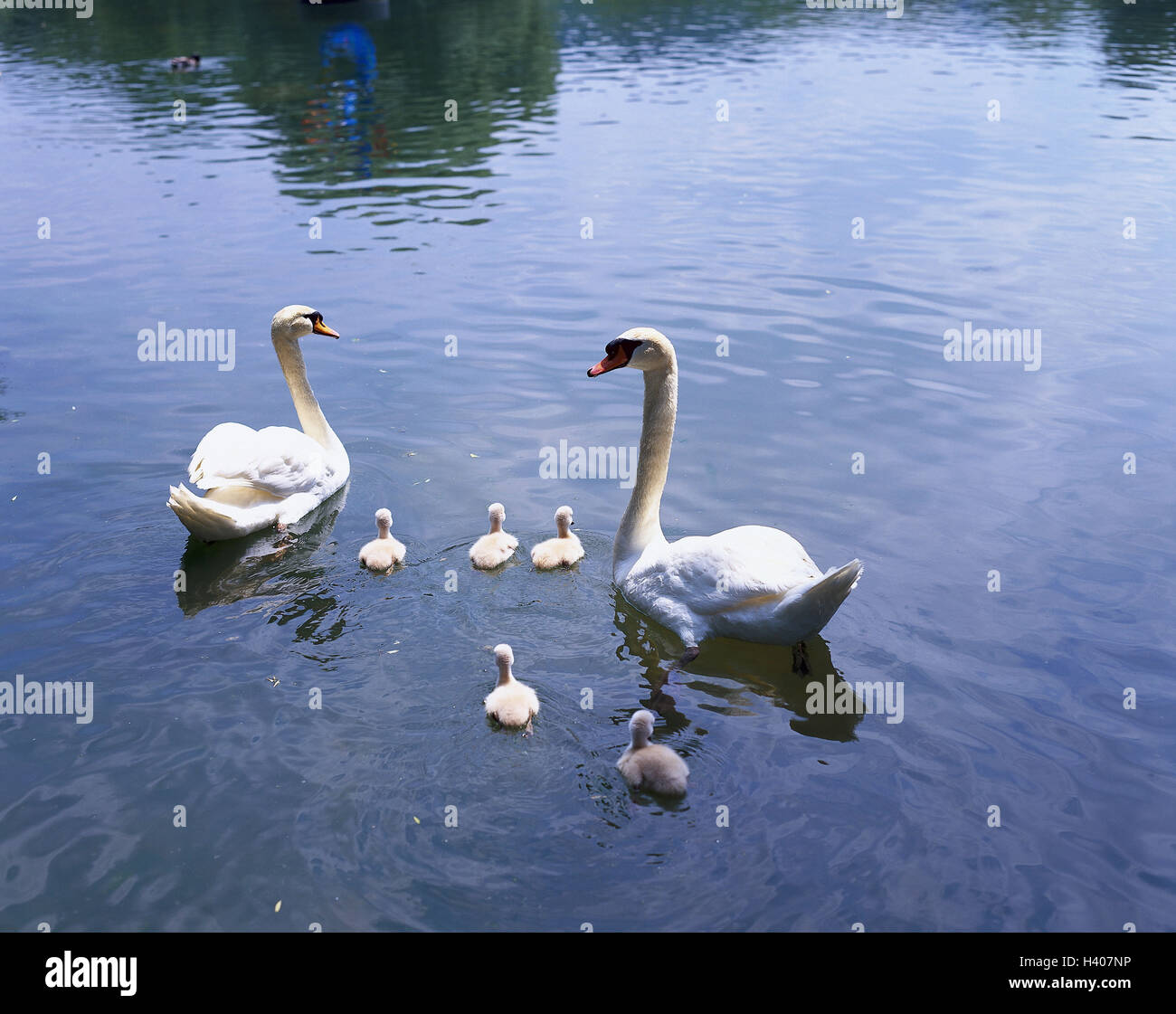 Switzerland, Basel scenery, Munich stone, lake, swans, Cygnus olor ...