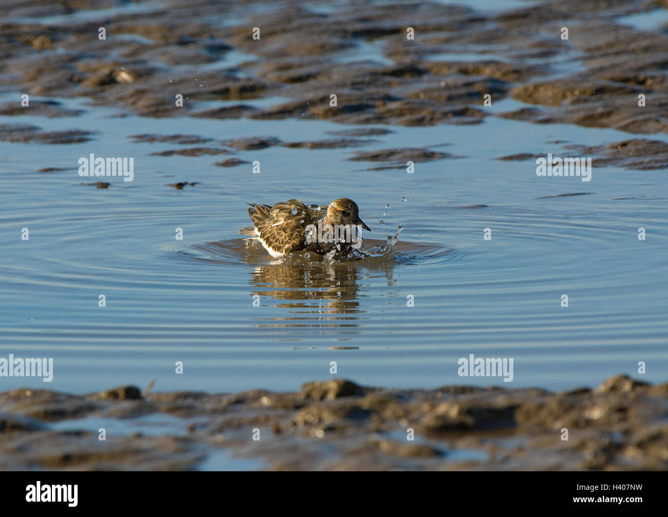 Juvenile ruddy turnstone bird hi-res stock photography and images - Alamy