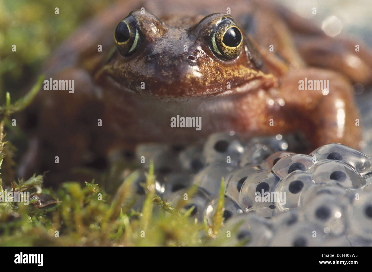 Moss, grass frog, Rana temporaria, frogspawn animal world, wilderness ...