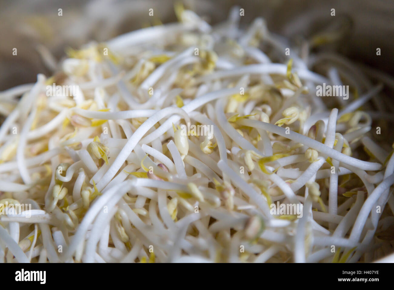 Details of fresh hydroponic bean sprouts (Japanese: Moyashi) in ...