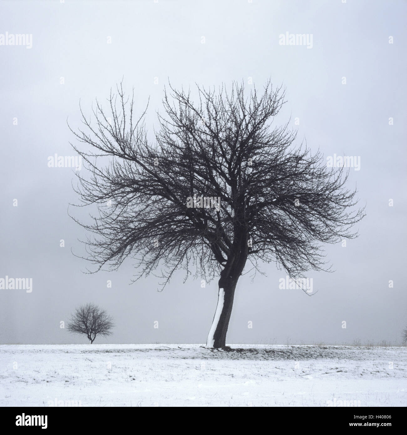 Scenery, trees, bald, winter, nature, season, snow, cold, tree, broad ...
