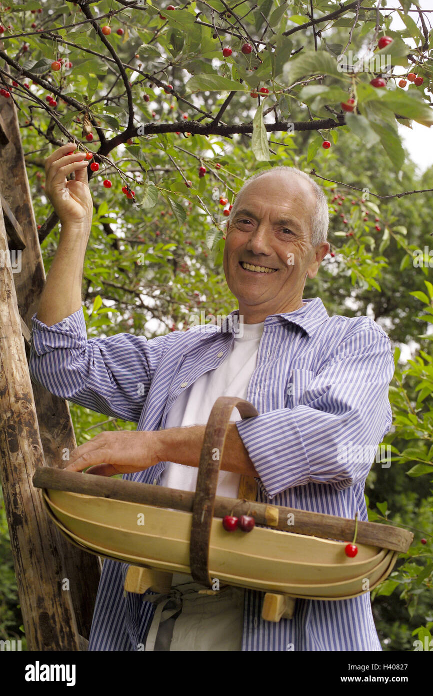 Tree, conductor, detail, senior, smile, basket, cherry harvest, half ...