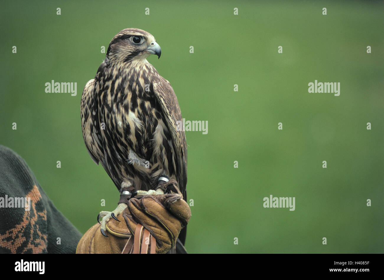 Peregrine falcon, Falco peregrinus, sit, hand, falconer birds, bird ...