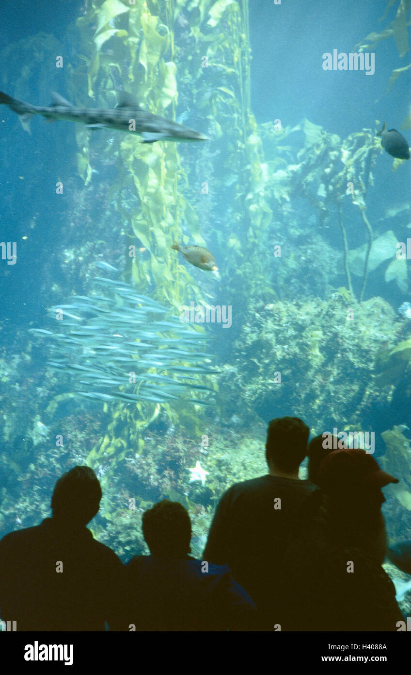 The USA, Monterey, Bay aquarium, underwater world, fish, windowpane ...