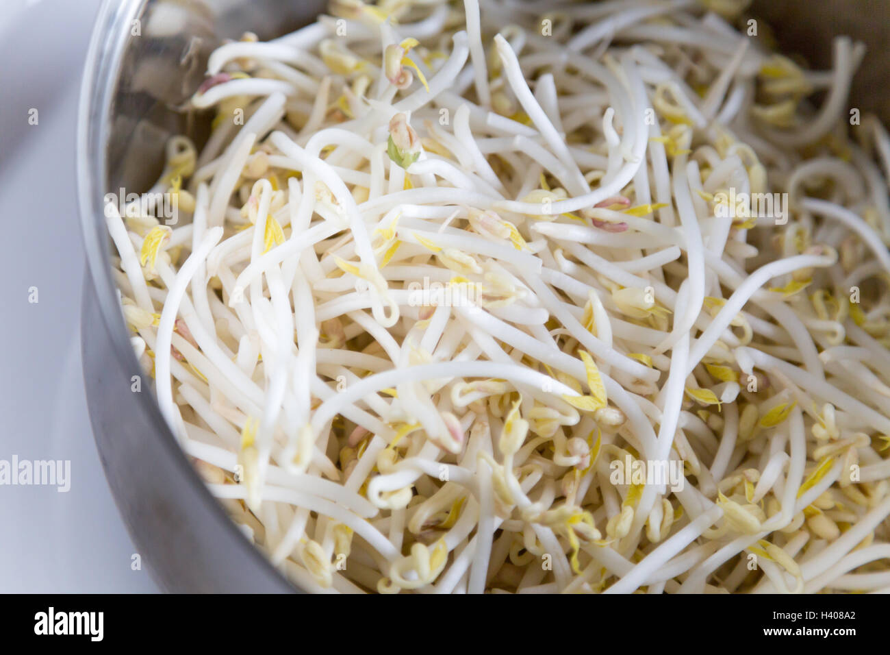 Details of fresh hydroponic bean sprouts (Japanese: Moyashi) in ...