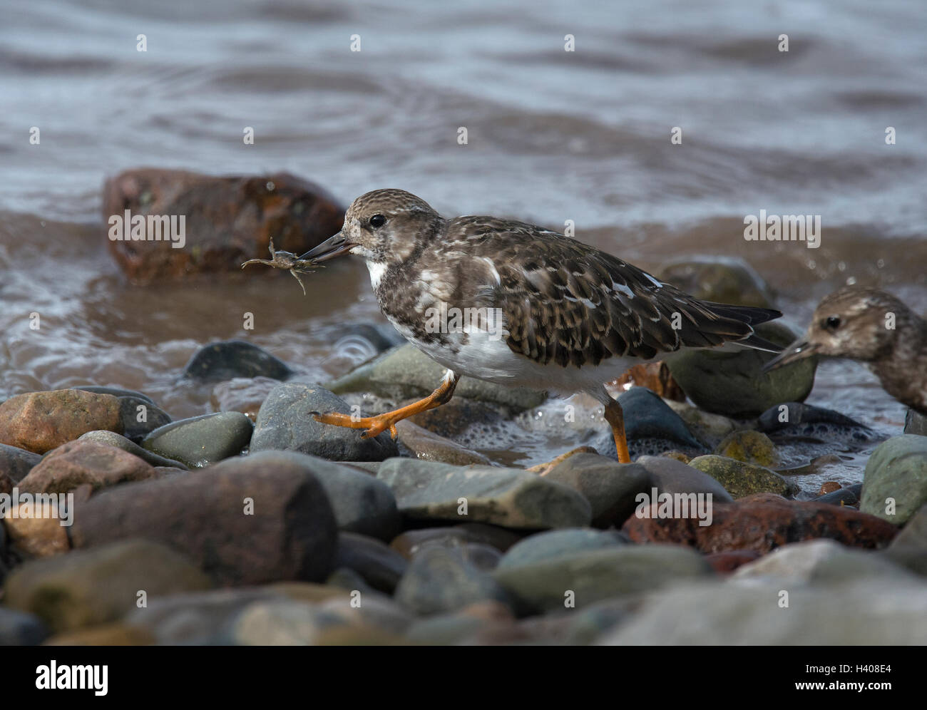 Juvenile turnstone arenaria interpres on hi-res stock photography and ...