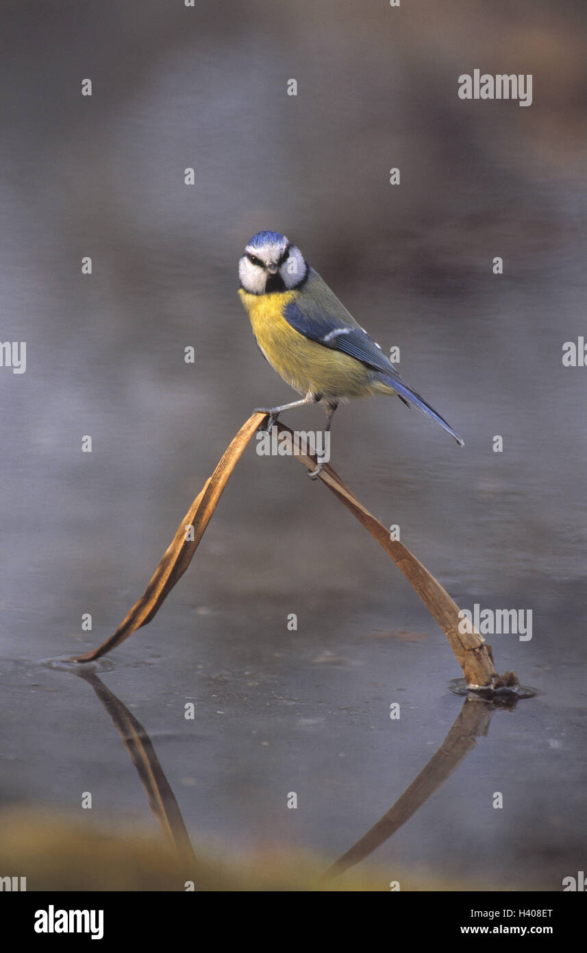 Water, stalk, great tit, Parus major animal, animals, bird, birds ...