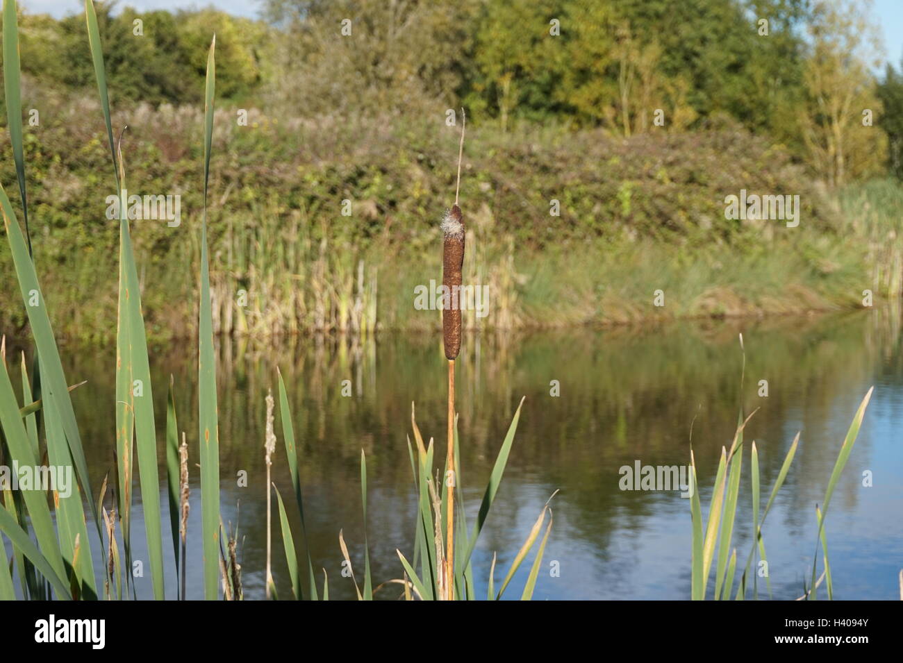 Lake bulrush hi-res stock photography and images - Alamy