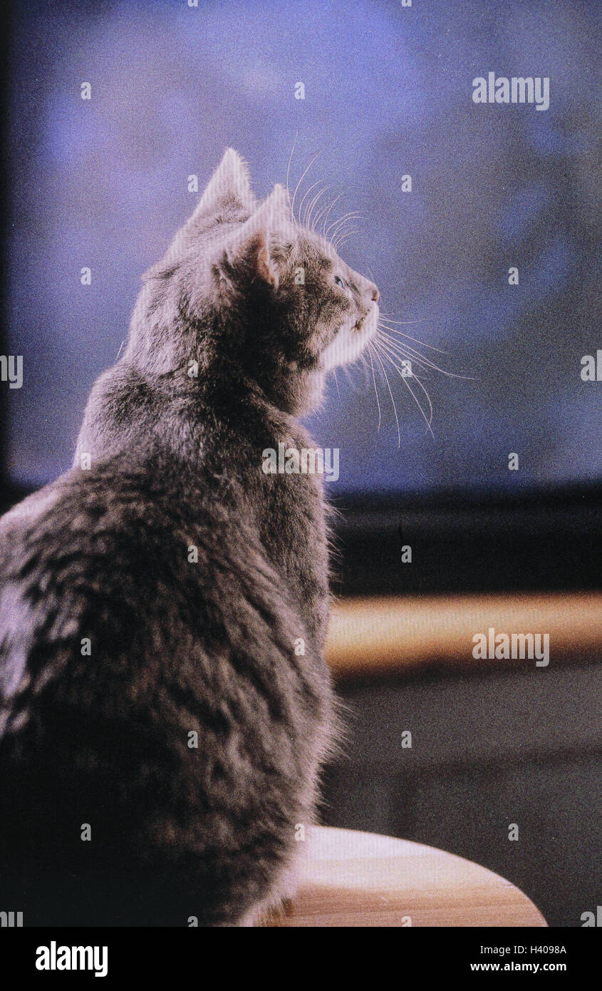 Cat Sitting Back View