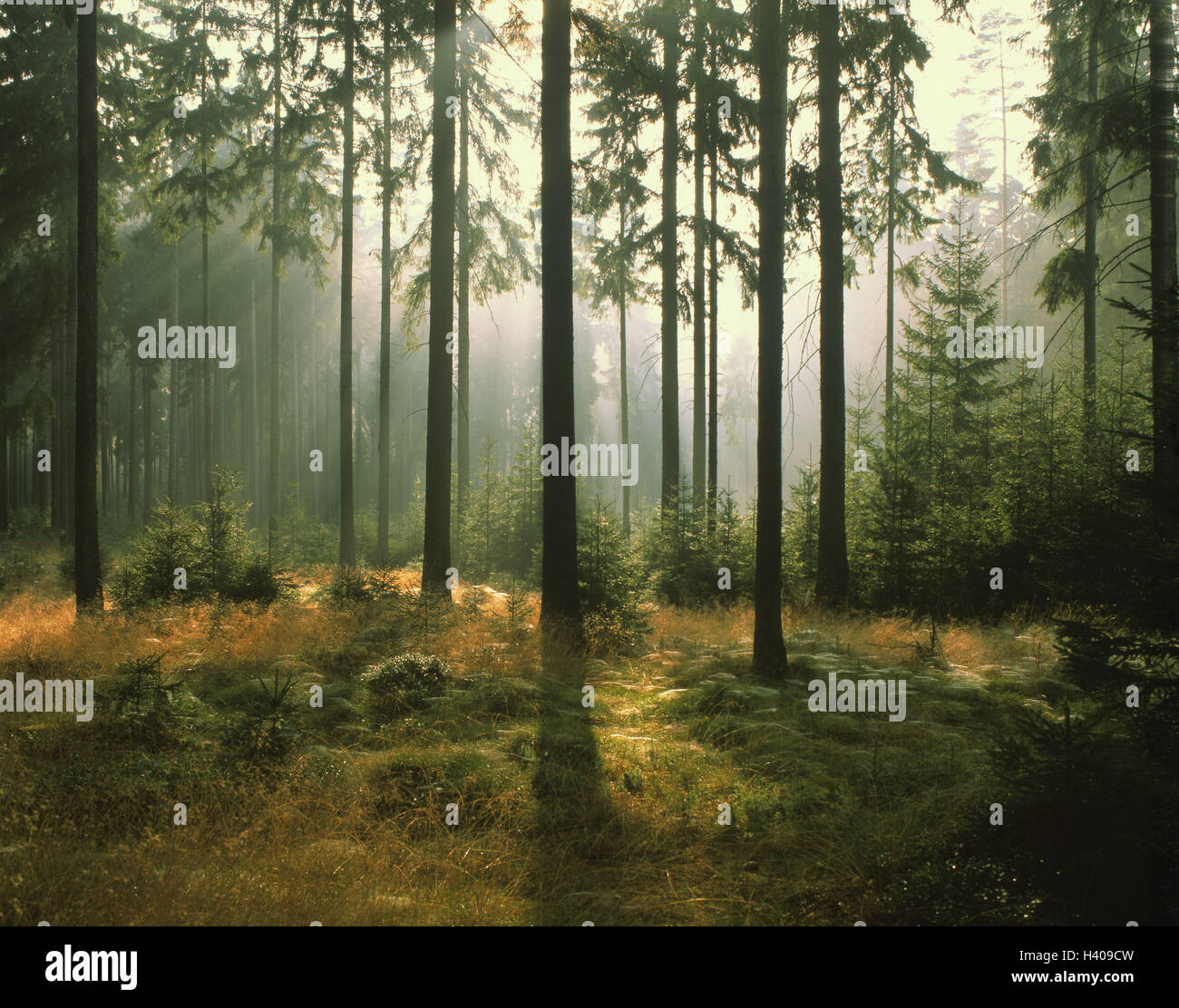 Wood, trees, back light, conifers, coniferous forest, nature ...