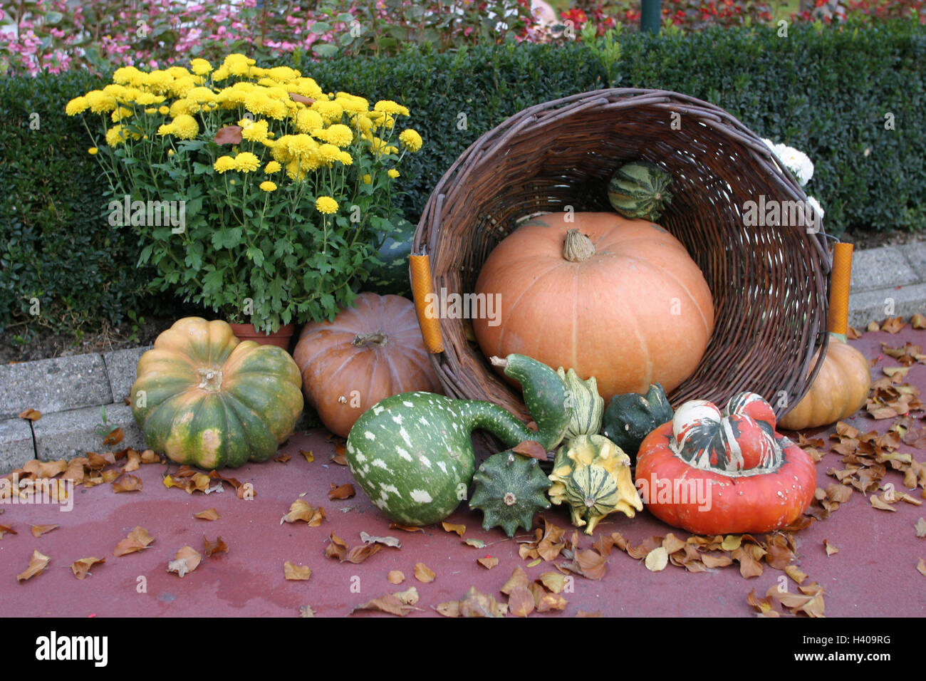 Thanksgiving Day, garden, decoration, pumpkins, flowers season, late ...