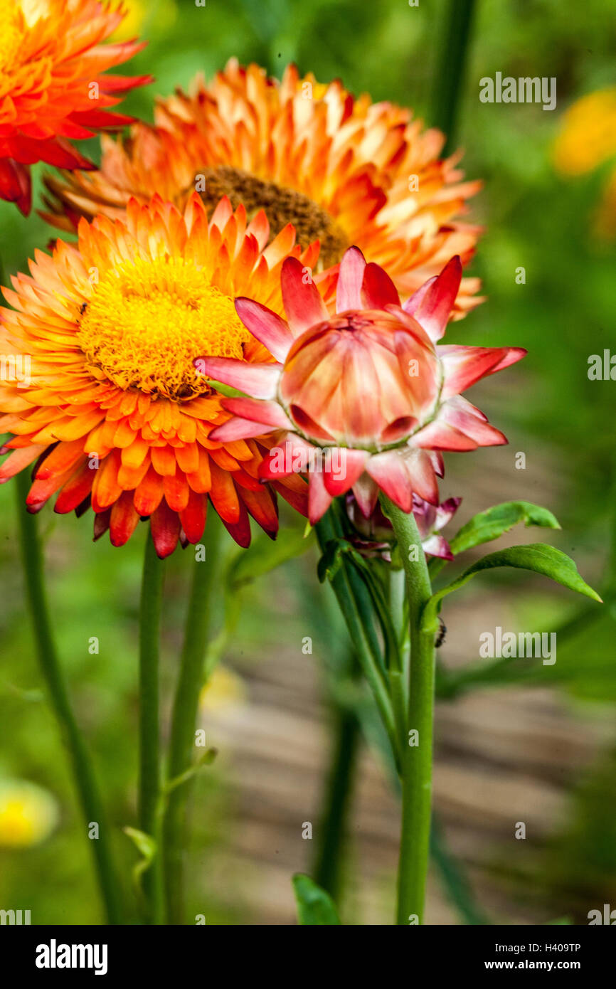 Calendula species hi-res stock photography and images - Alamy