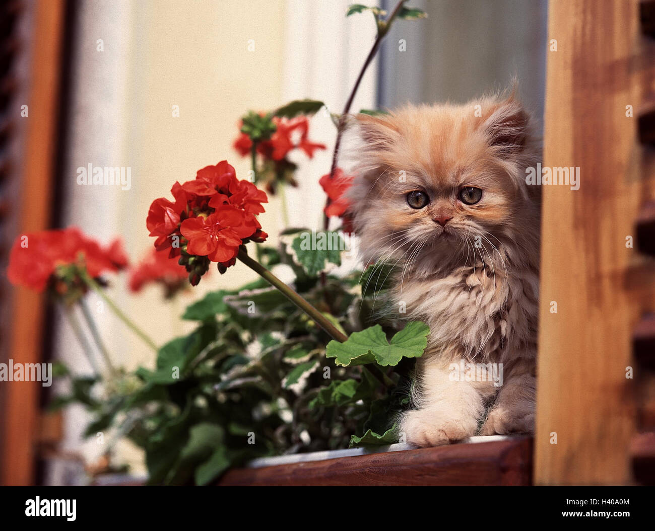 Sill, Persian cat, young, sit, animal, animals, mammal, mammals, cat ...