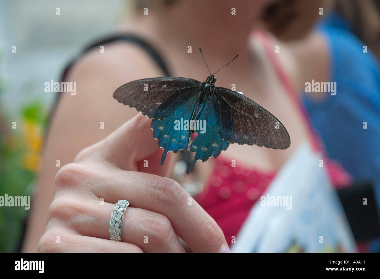 Butterfly house at a spring garden festival in Florida Stock Photo - Alamy