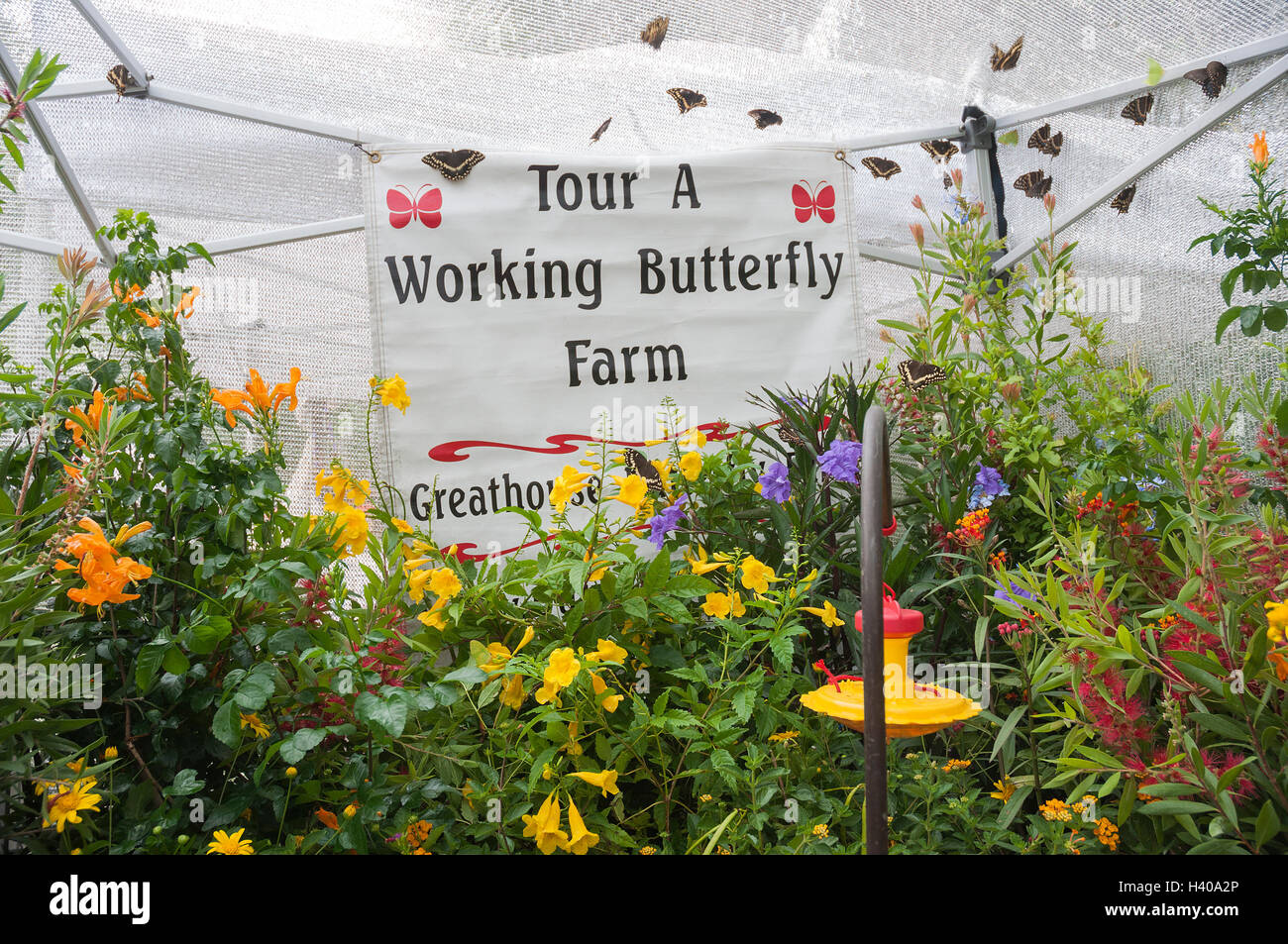 Butterfly house at a spring garden festival in Florida Stock Photo - Alamy