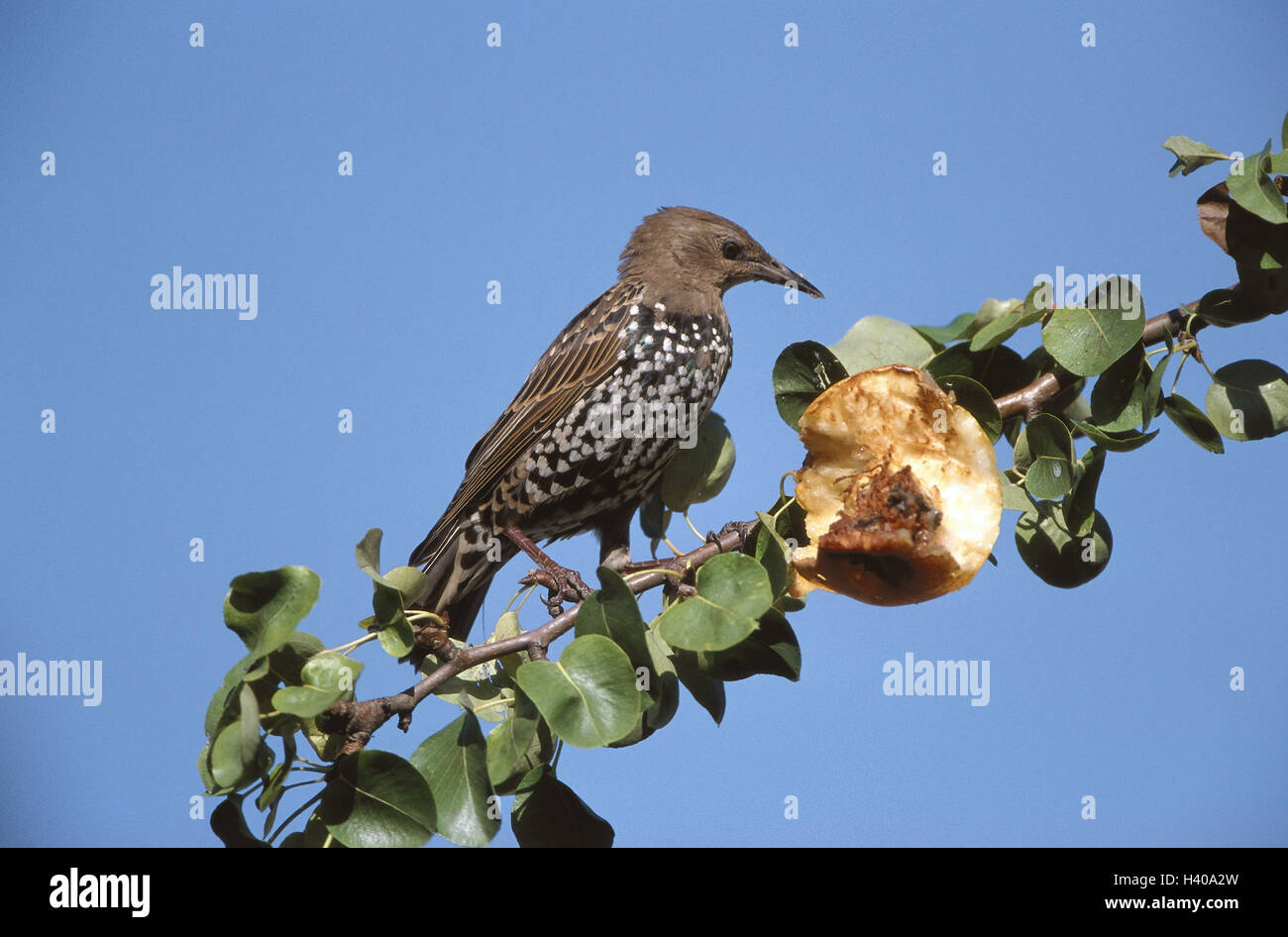 Fruit-tree, glaucoma, Sturnus vulgaris, apple, eat, tree, birds, bird ...