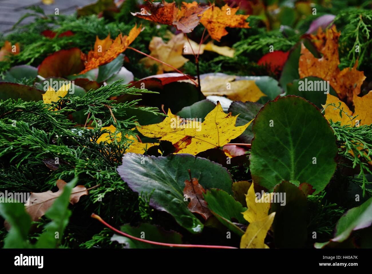 Joyful colors hi-res stock photography and images - Alamy