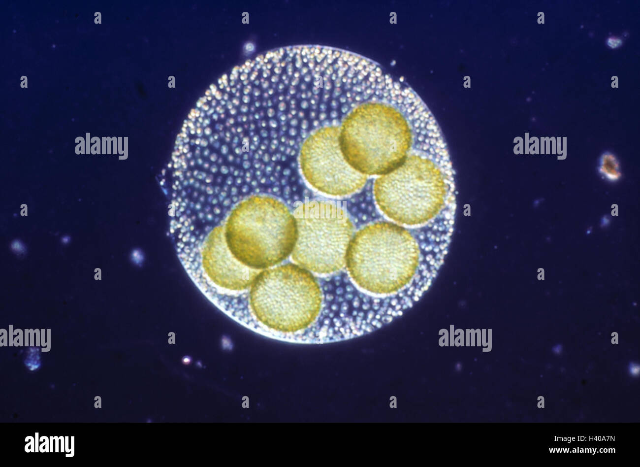 Microscope recording, sphere algae, Volvox aureus, near, green alga ...