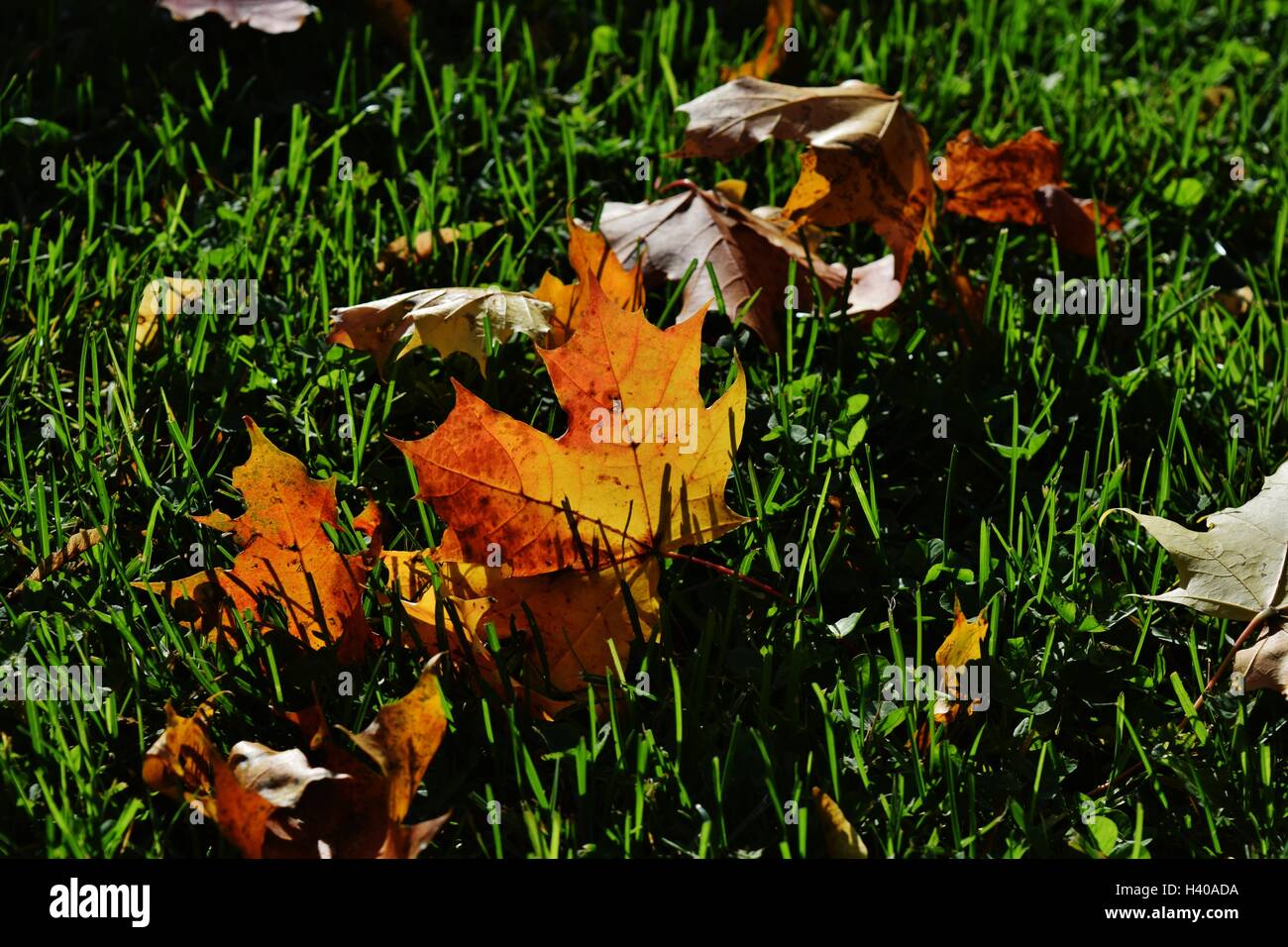 Sunny grass hi-res stock photography and images - Alamy